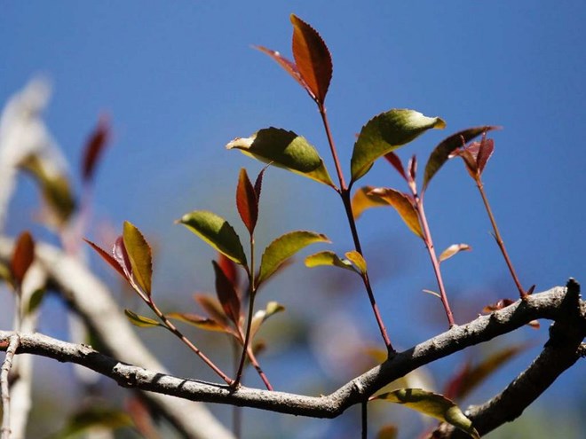 Uhuru, Kandie urged to talk with Somalia and resolve miraa ban